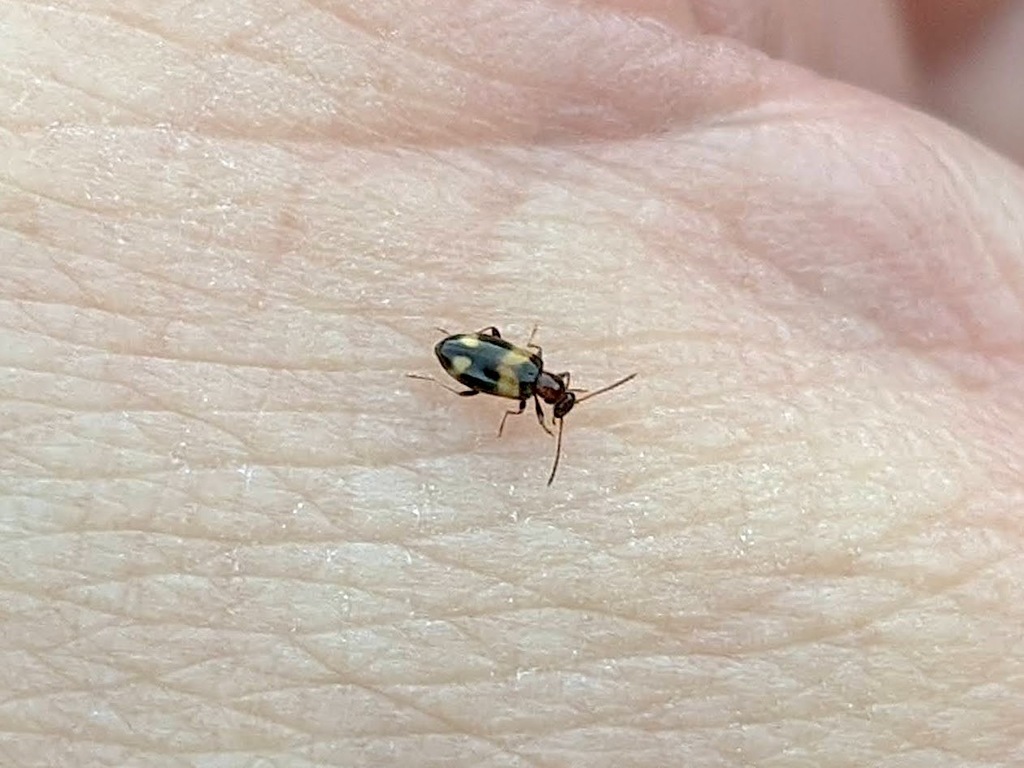 Microhoria from Crete, Greece on July 18, 2020 at 06:40 PM by arkim ...