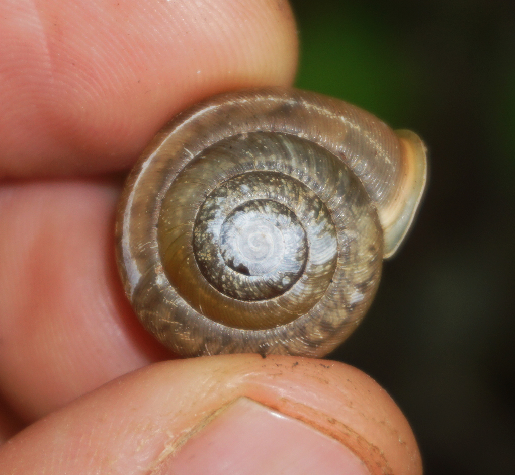 Spike-lip Crater (Snails of Ontario) · iNaturalist