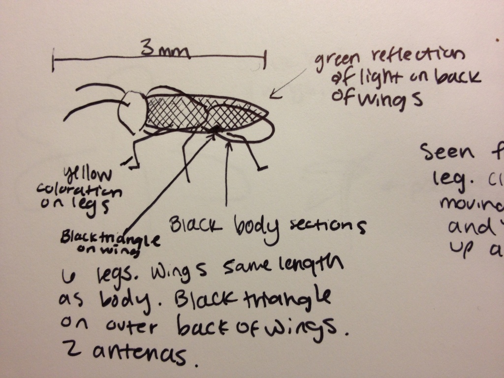 Narrow-waisted Wasps, Ants, and Bees from discovery park, wa on May 12 ...