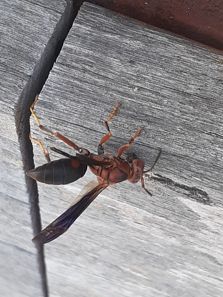 Dark Paper Wasp from Katy, TX 77450, USA on July 19, 2020 at 09:44 AM ...