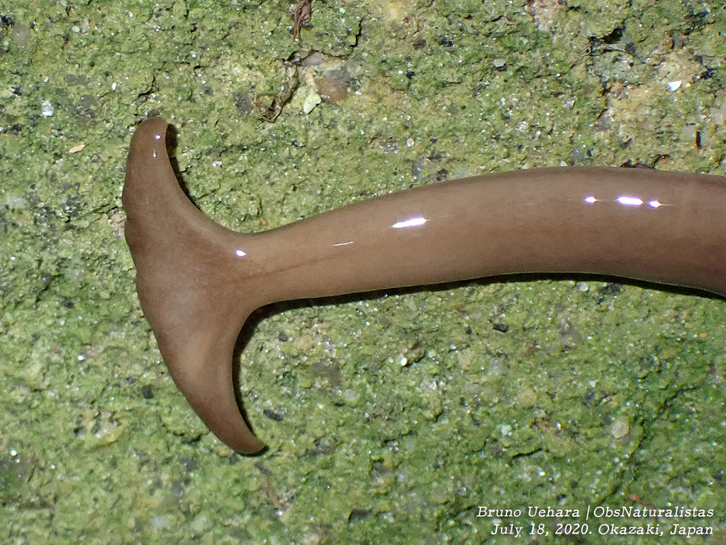 Hammerhead Worms from Koseicho, Okazaki, Aichi 444-0052, Japão on July ...