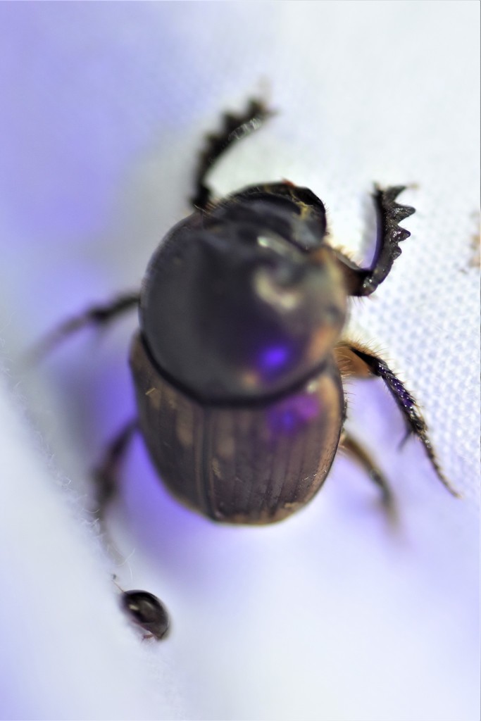 Gazelle Scarab from gabriel road, fort meade on July 18, 2020 by Tom ...