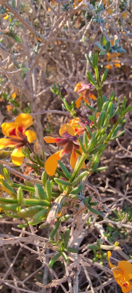 Spotty Twinleaf (Roepera maculata) - Botanical Realm