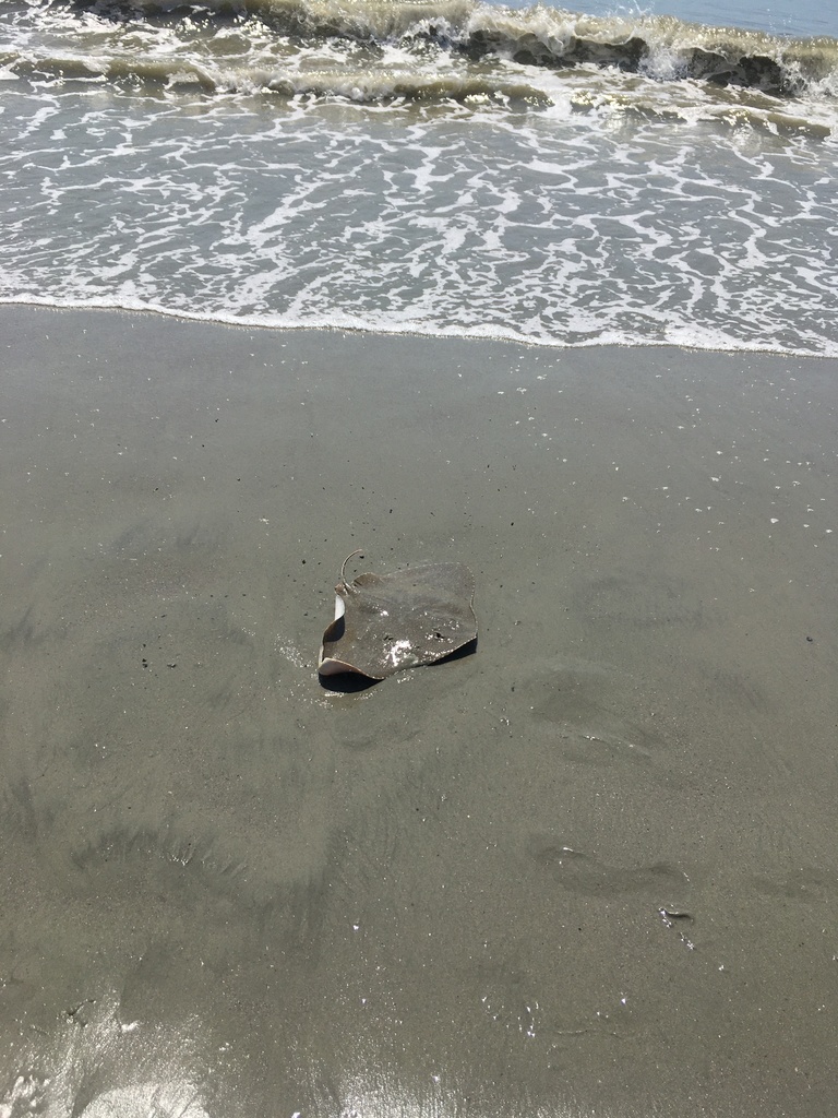 Lessa's Butterfly Ray from Atlantic Ocean, Pawleys Island, SC, US on ...