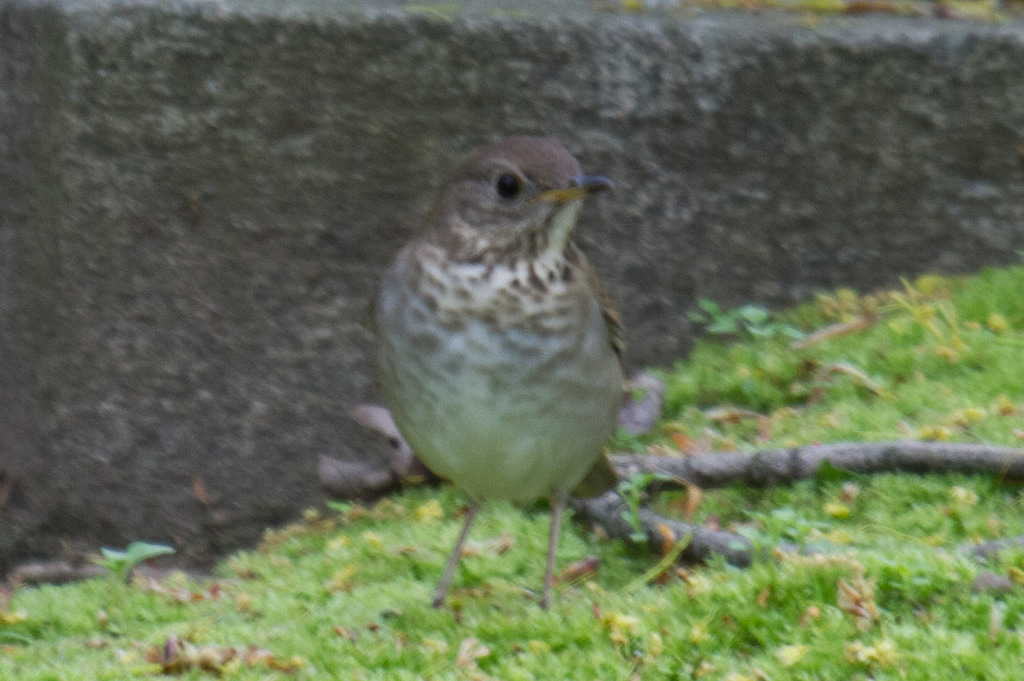 Gray-cheeked Thrush (Birds of Alabama) · iNaturalist