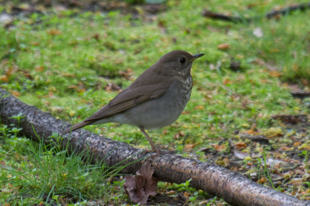 Gray-cheeked Thrush (Birds of Alabama) · iNaturalist