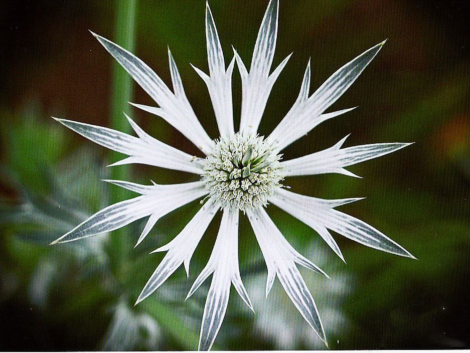 Wright's eryngo (Eryngium heterophyllum) - Botanical Realm