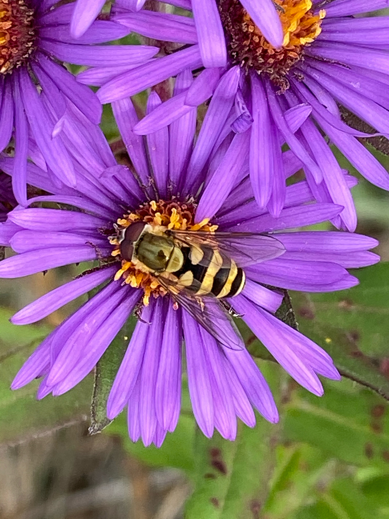 Common Flower Fly from Birch Harbor on October 03, 2019 at 03:46 PM by ...