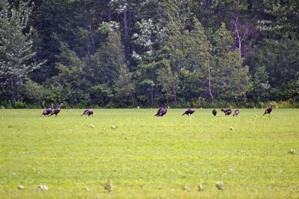 Wild Turkey from Alfred bog, Ottawa Ontario, CA on June 18, 2017 by ...