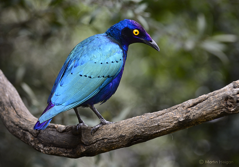 Splendid Glossy-starling (Birds of Accra) · iNaturalist