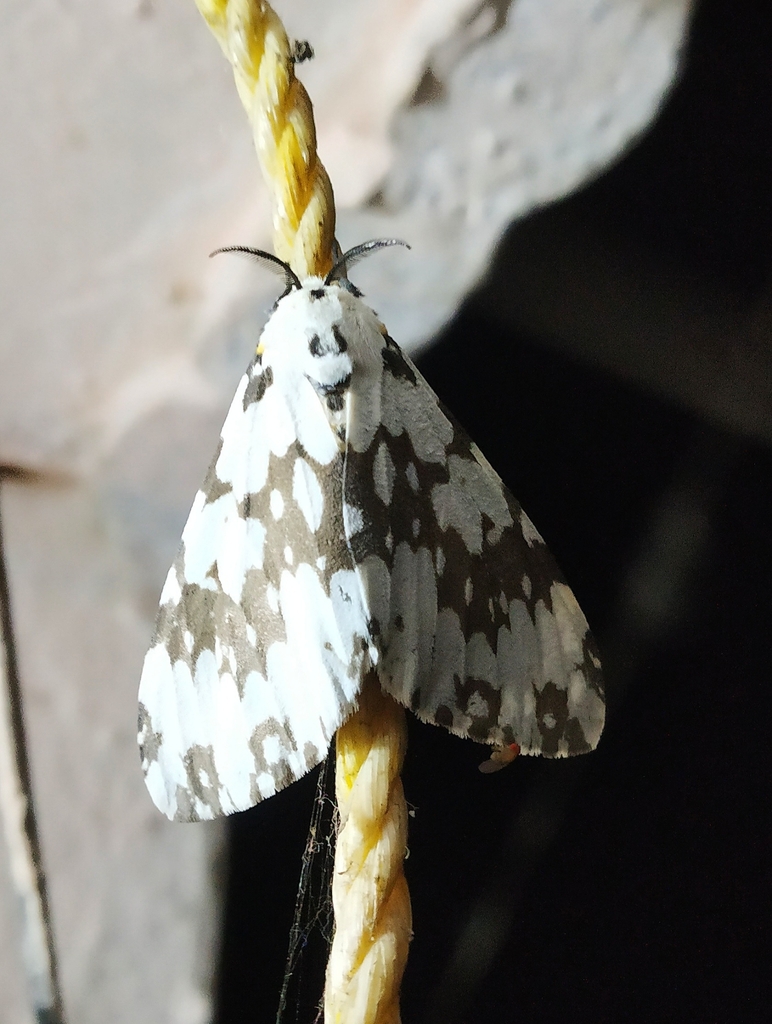 Lymantria fuliginosa from Kalpetta, Kerala, India on July 19, 2020 at ...