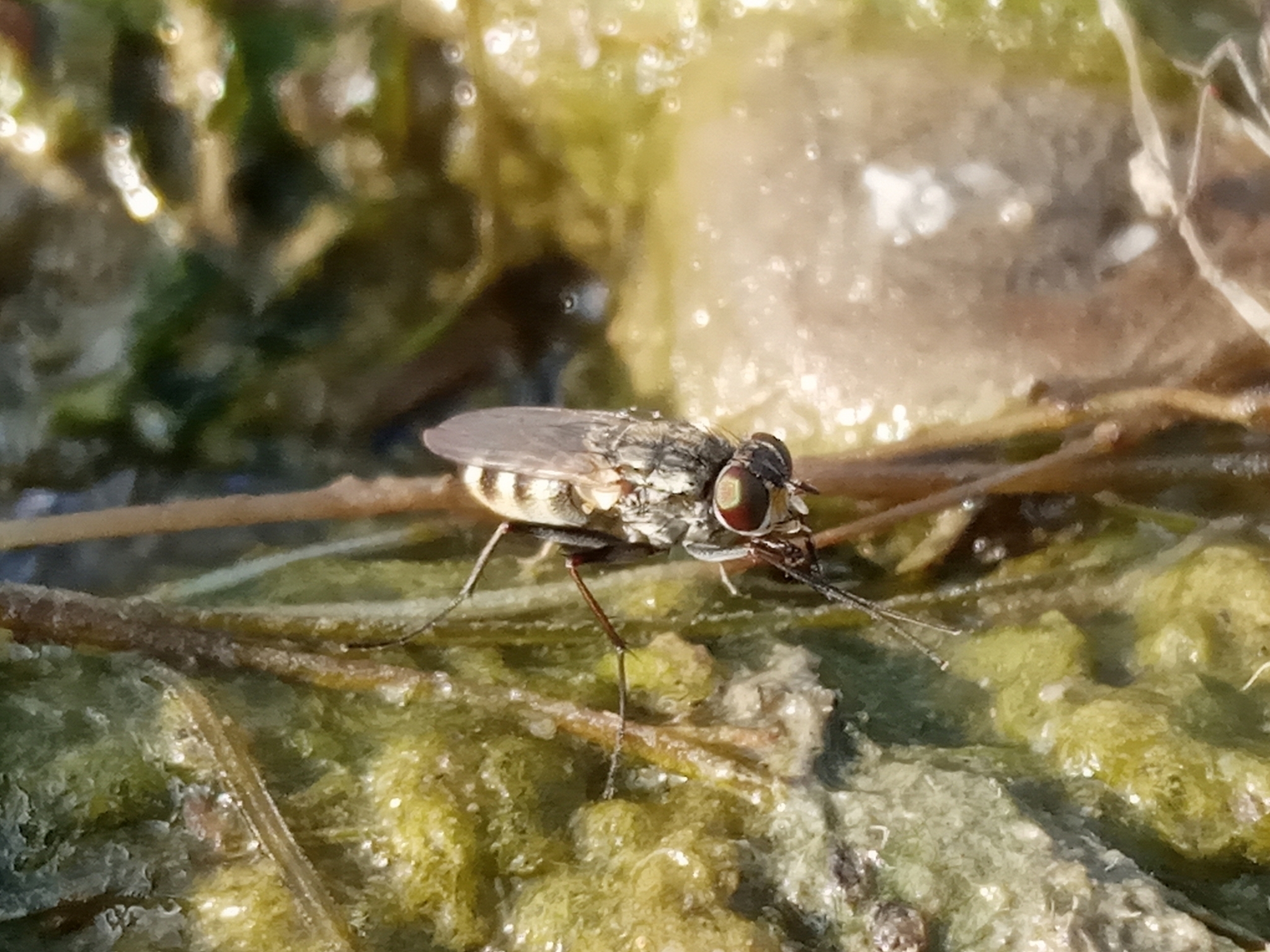 Lispe Latreille, 1796