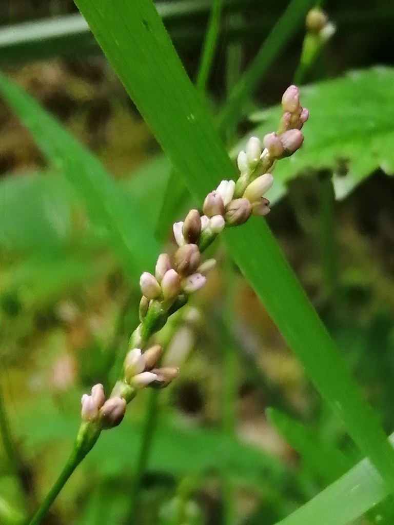 small water-pepper from Артемовский, Свердловская обл., Россия on July ...