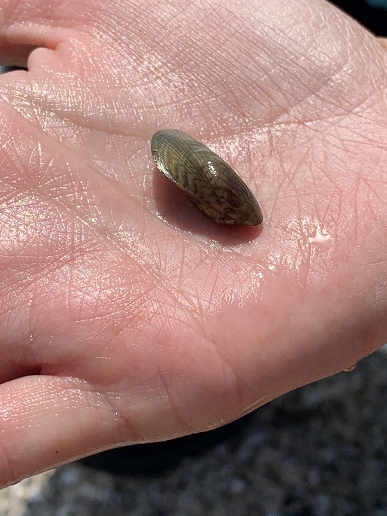 Asian Date Mussel from Brewer Island, Foster City, CA, US on July 19 ...