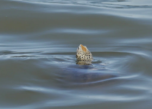 Texas Diamondback Terrapin in May 2014 by Matt Muir. 10-15 seen in ...