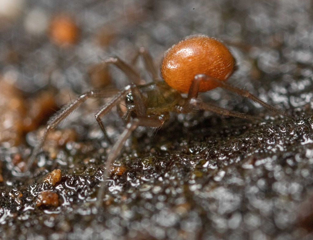 Dwarf Spiders in July 2020 by mrmacro · iNaturalist