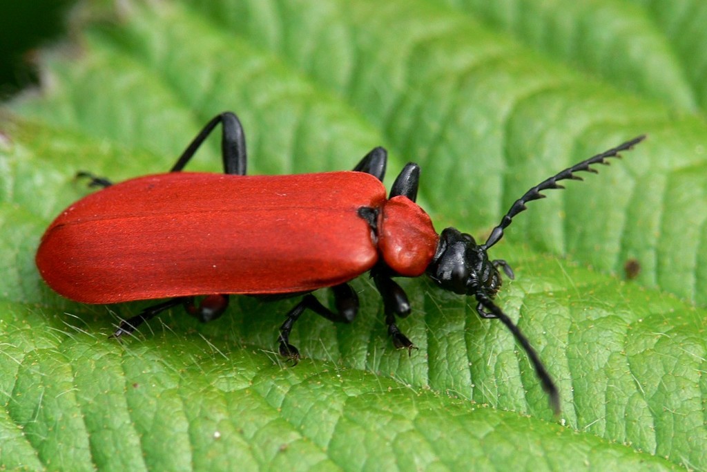 Black-headed Cardinal Beetle (London’s Animals) · iNaturalist