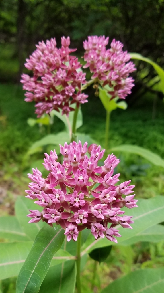 purple milkweed in June 2020 by Paweł Pieluszyński · iNaturalist