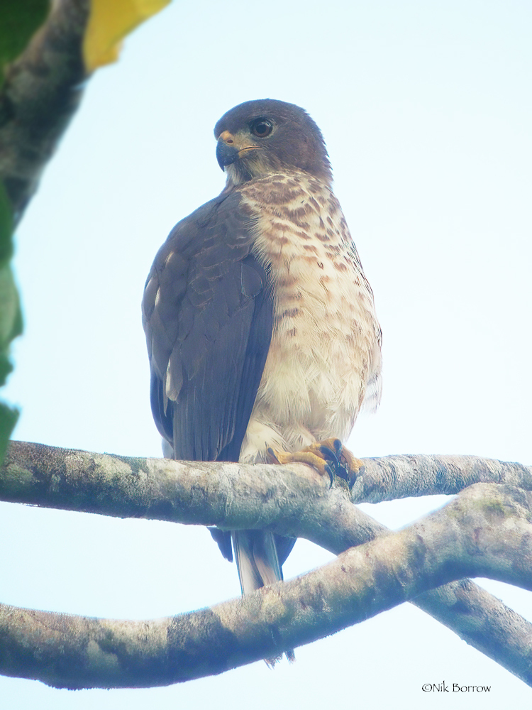 Variable Goshawk (Accipiter hiogaster) - Avian Discovery