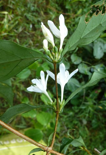 Argocoffeopsis afzelii · iNaturalist