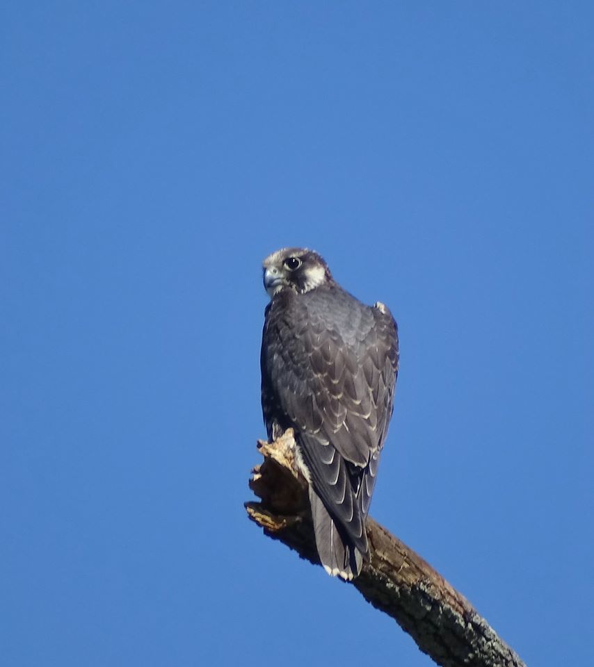 Peregrine Falcon from Prairie Ln, Wooster, OH 44691, USA on September ...