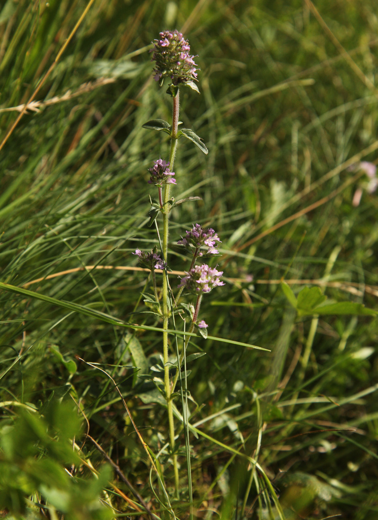 (Thymus dacicus) - Botanical Realm
