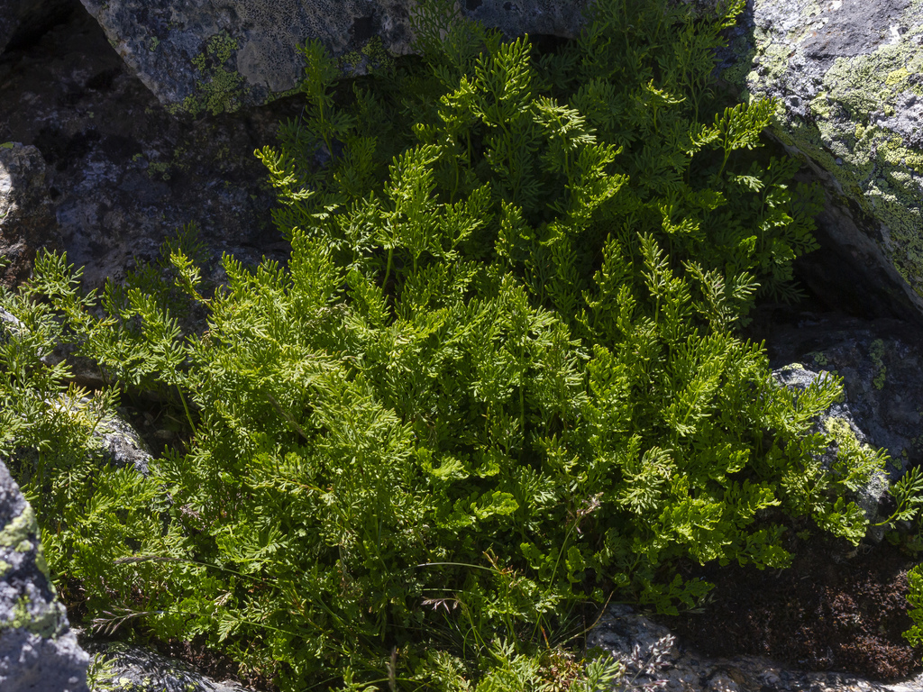 parsley fern from Madrid, España on June 29, 2020 at 12:21 PM by ...