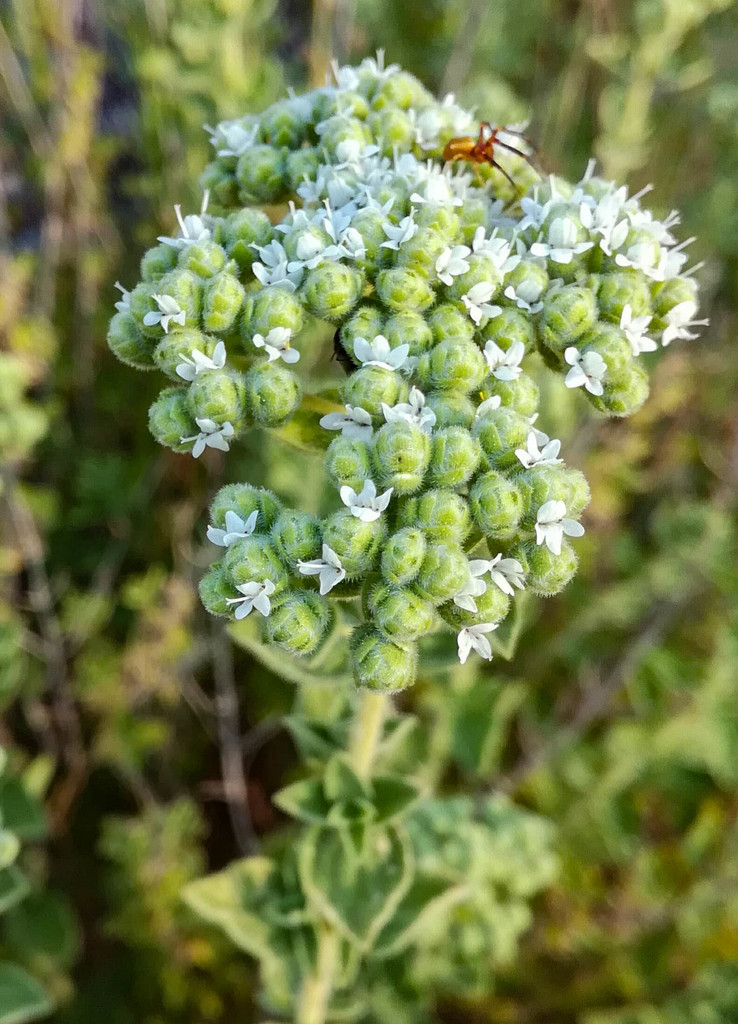 Pot Marjoram (Origanum onites) - Botanical Realm