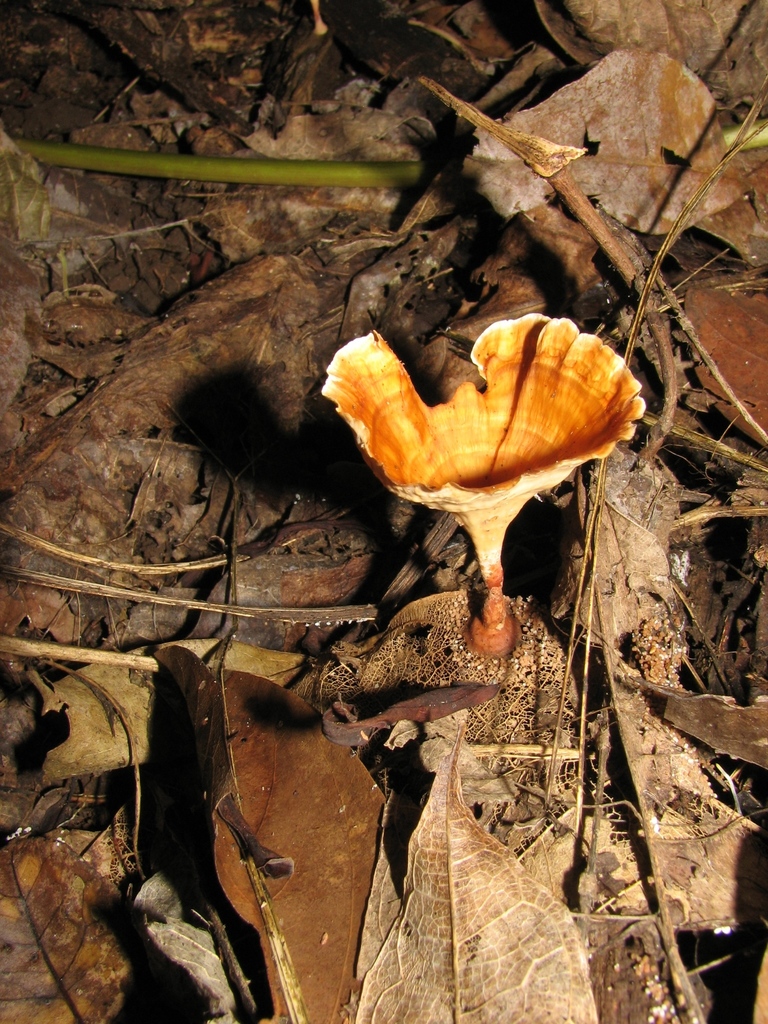 Podoscypha from San Andrés Tuxtla, Ver., México on June 19, 2008 at 02: ...
