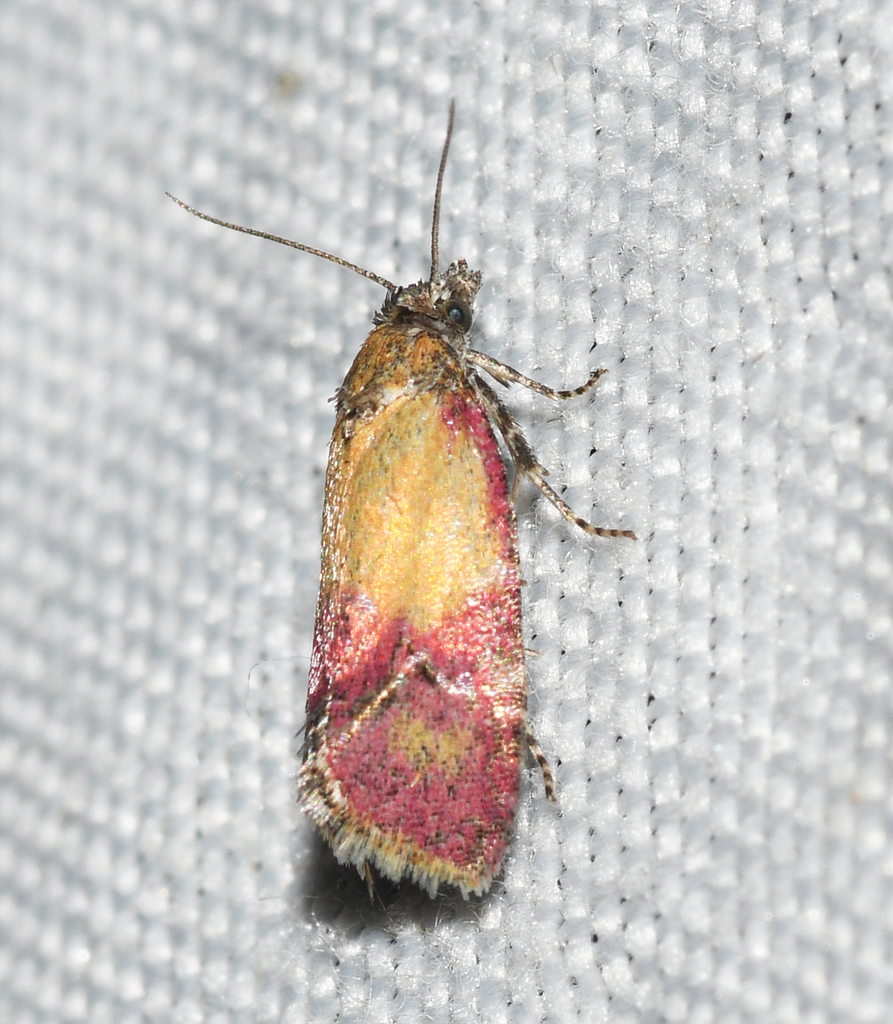 Primrose Cochylid Moth from St. Williams, Norfolk County, ON, Canada on ...