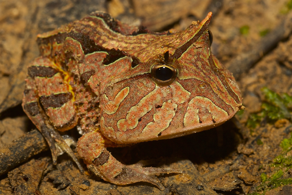 Amazonian Horned Frog from 17000, Peru on February 16, 2008 at 03:22 AM ...