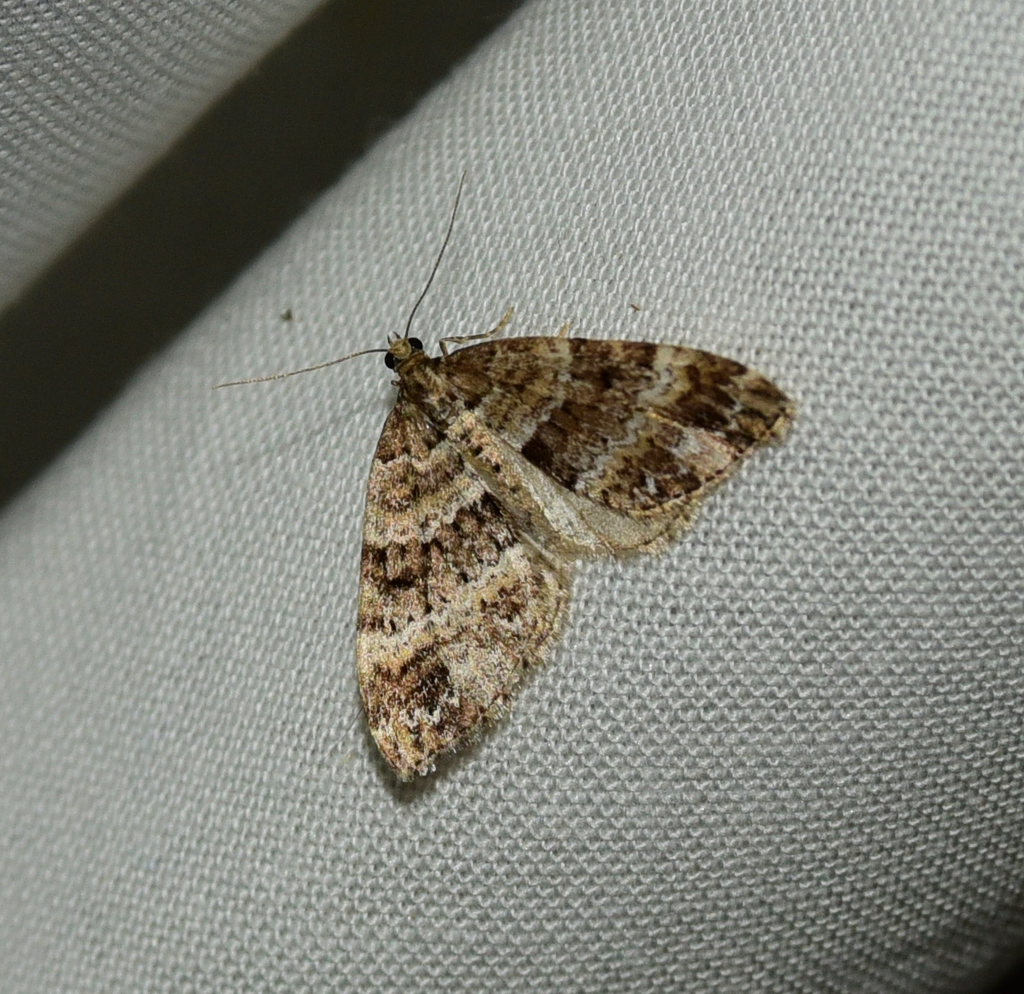 Grand Rivulet Moth from Strathcona, BC, Canada on July 14, 2020 at 10: ...