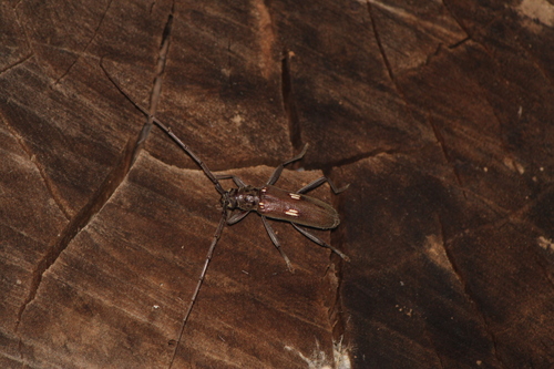 Susuacanga rotundipenne · iNaturalist