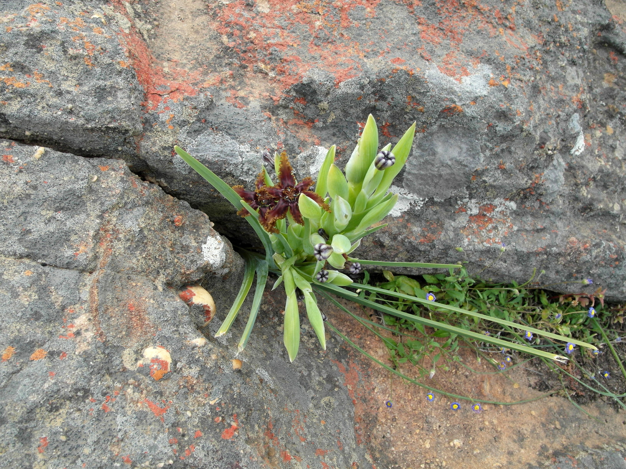Ferraria foliosa G.J.Lewis