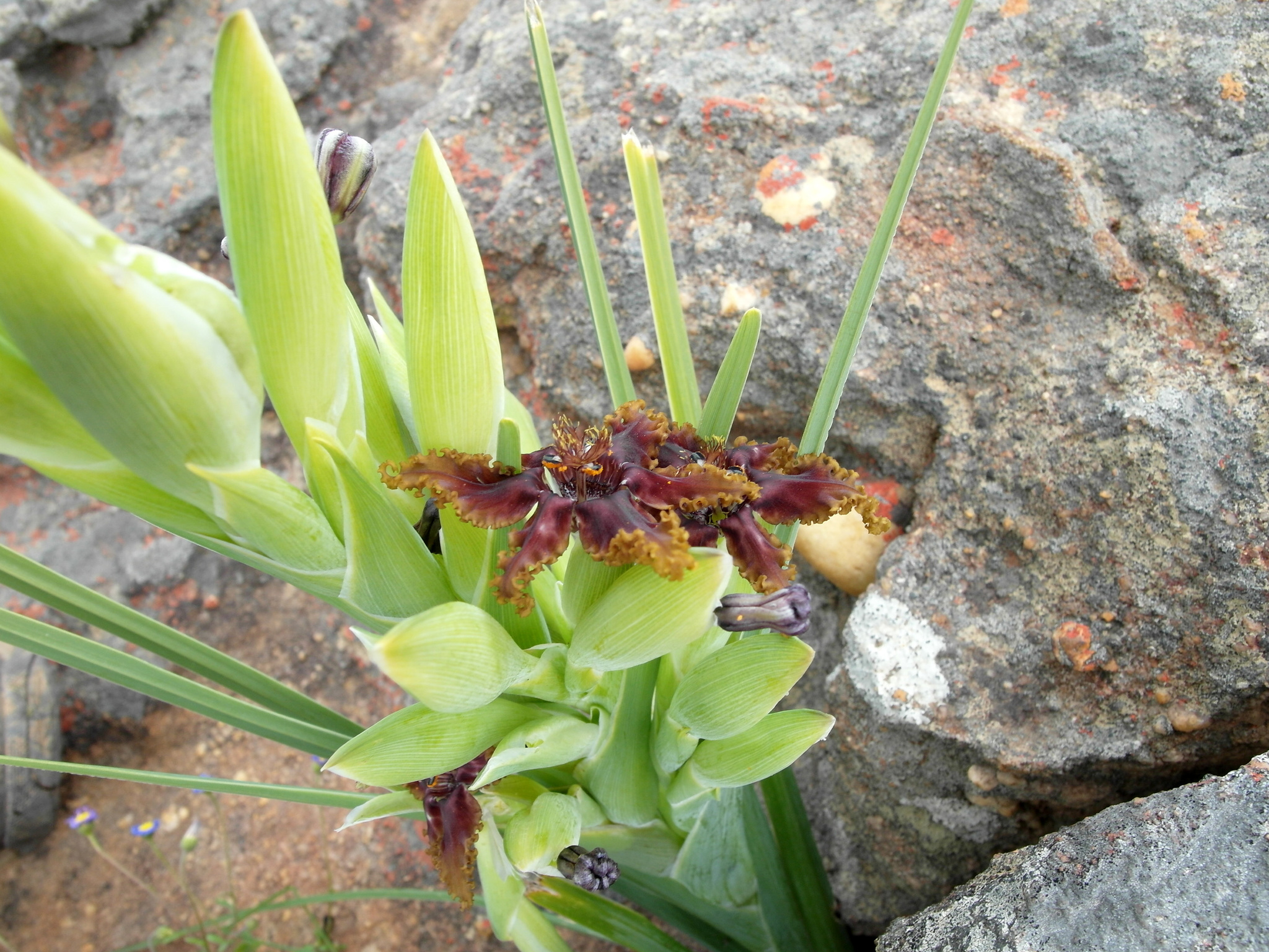 Ferraria foliosa G.J.Lewis