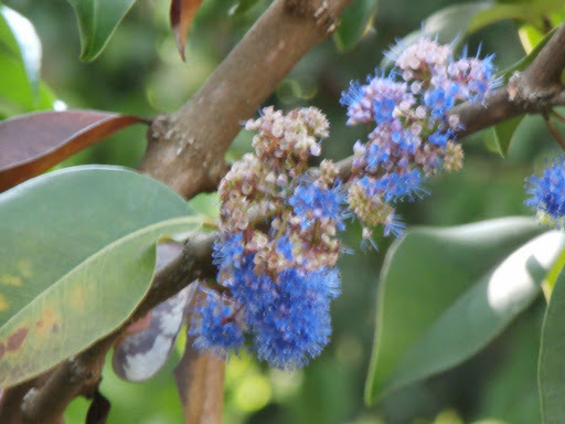 Memecylon edule (Flora Singapore List M) · iNaturalist