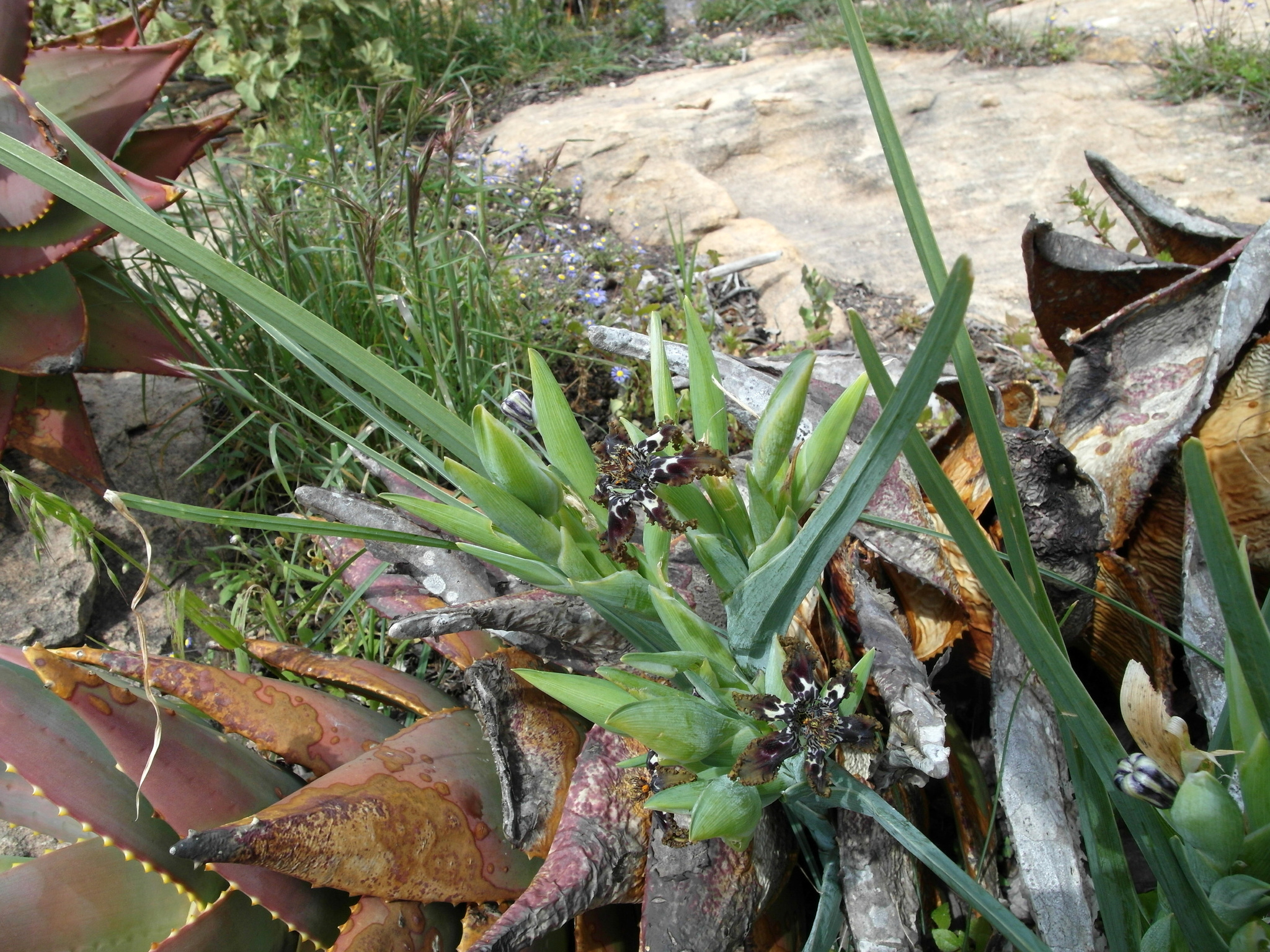 Ferraria foliosa G.J.Lewis