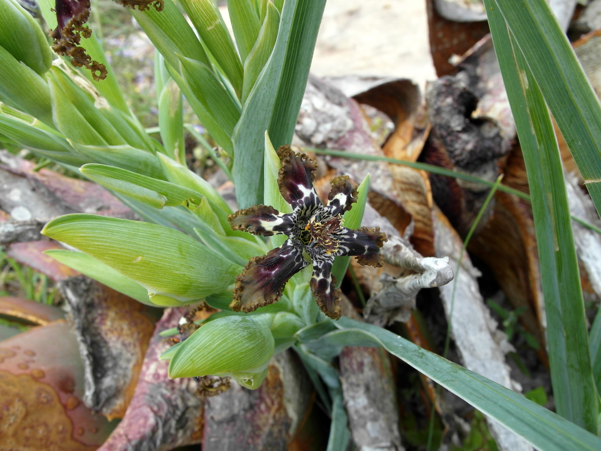 Ferraria foliosa G.J.Lewis