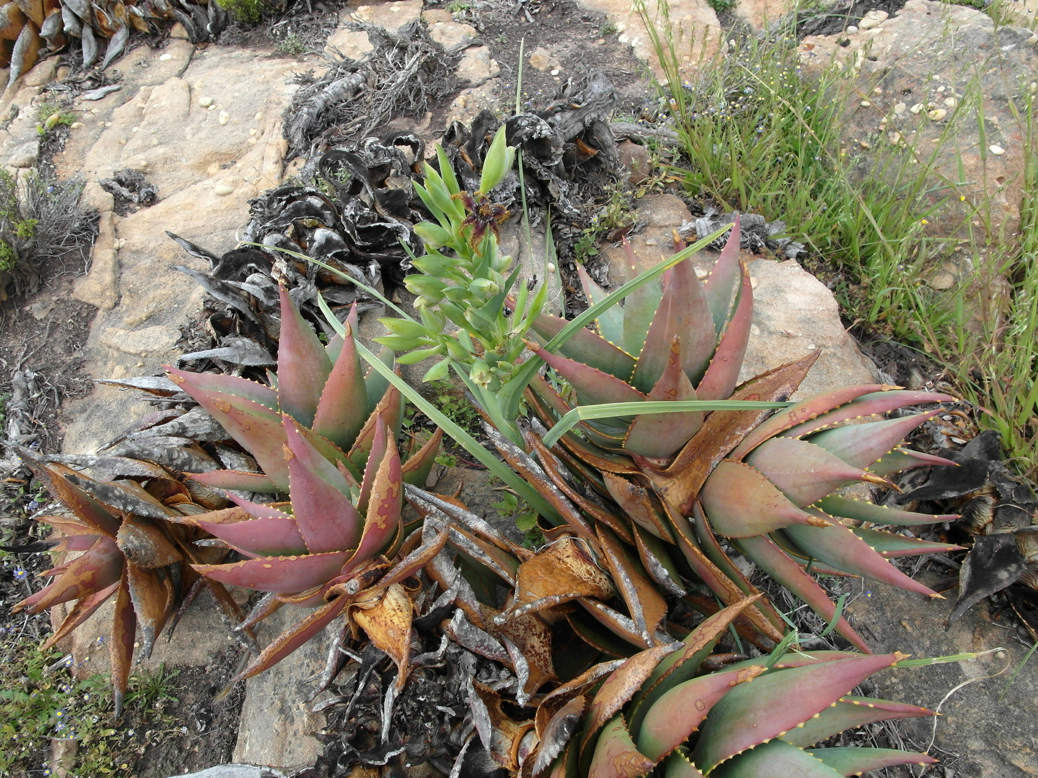 Ferraria foliosa G.J.Lewis