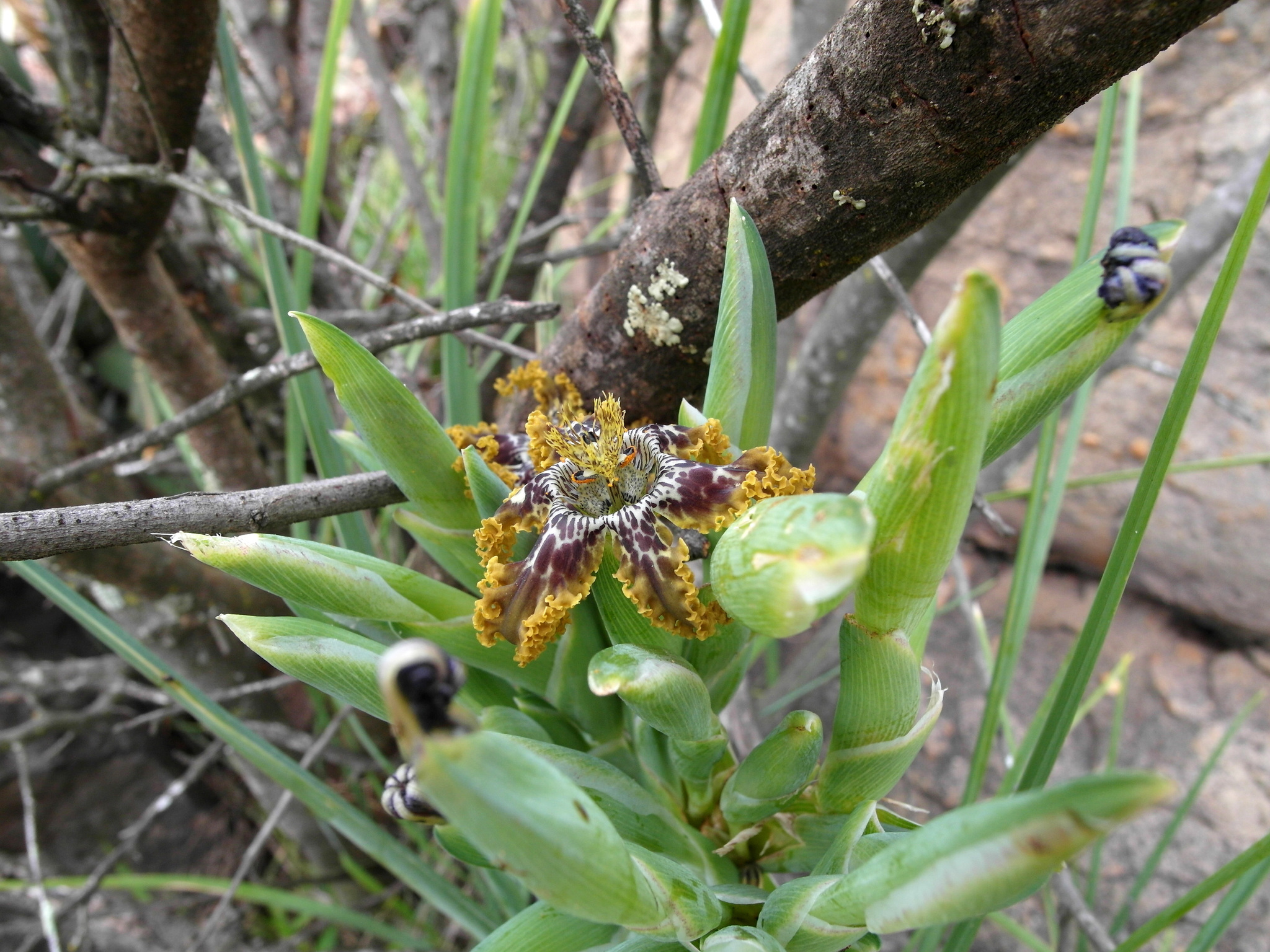 Ferraria foliosa G.J.Lewis