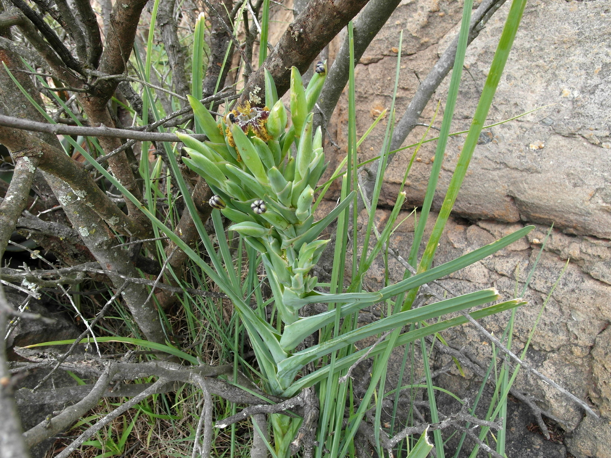 Ferraria foliosa G.J.Lewis