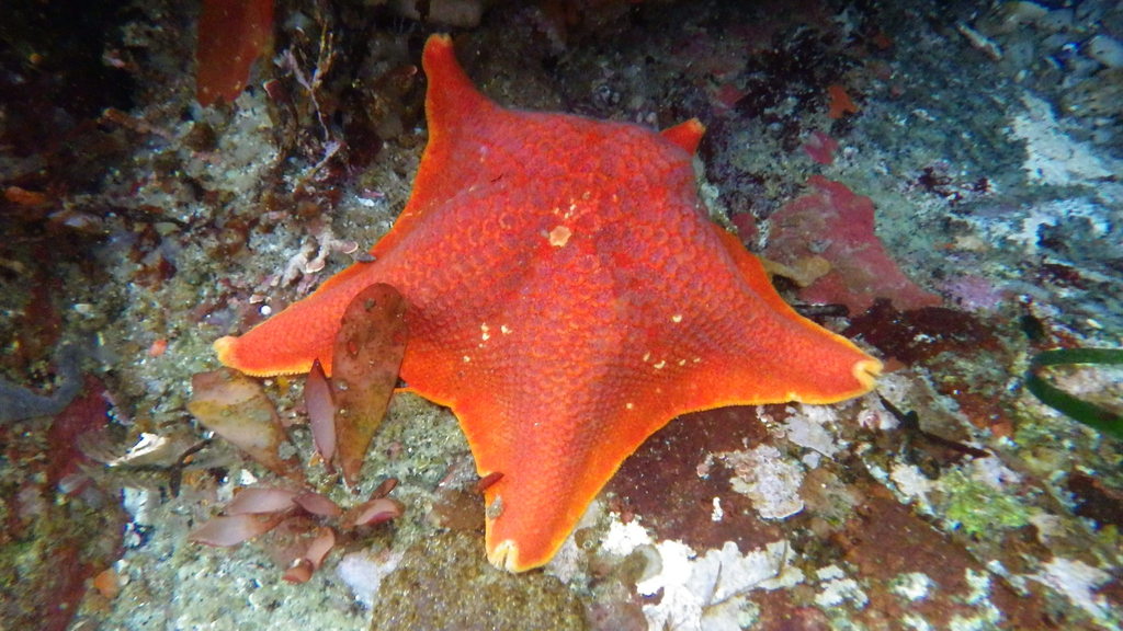 Bat star (Multi-Agency Rocky Intertidal Network ) · iNaturalist