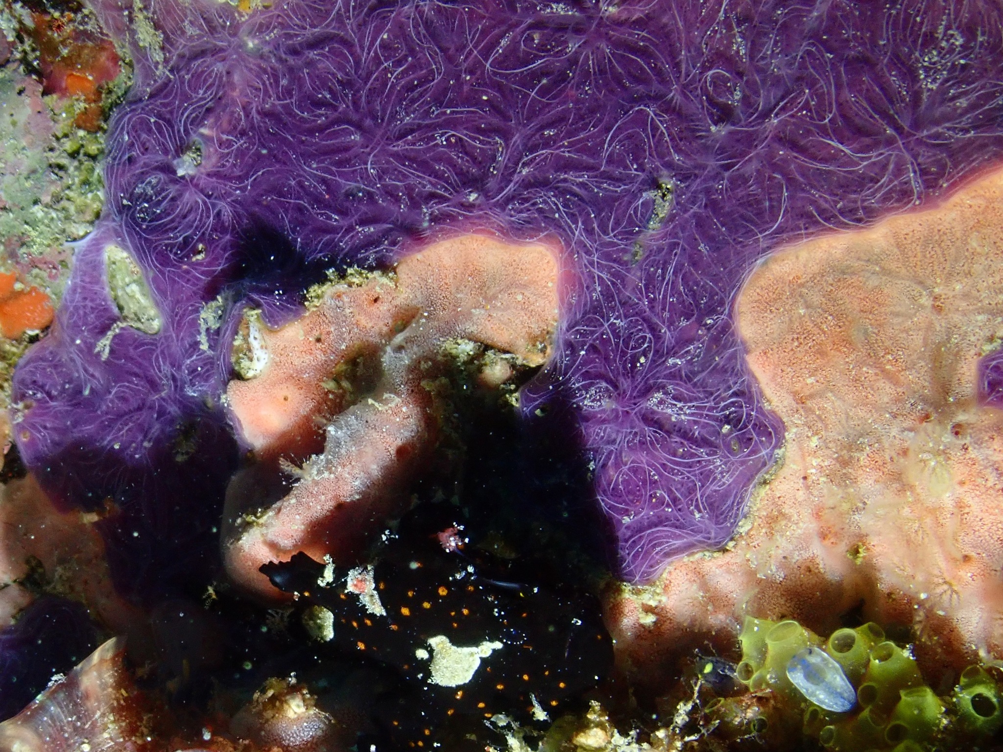 Chalinula nematifera (de Laubenfels, 1954)