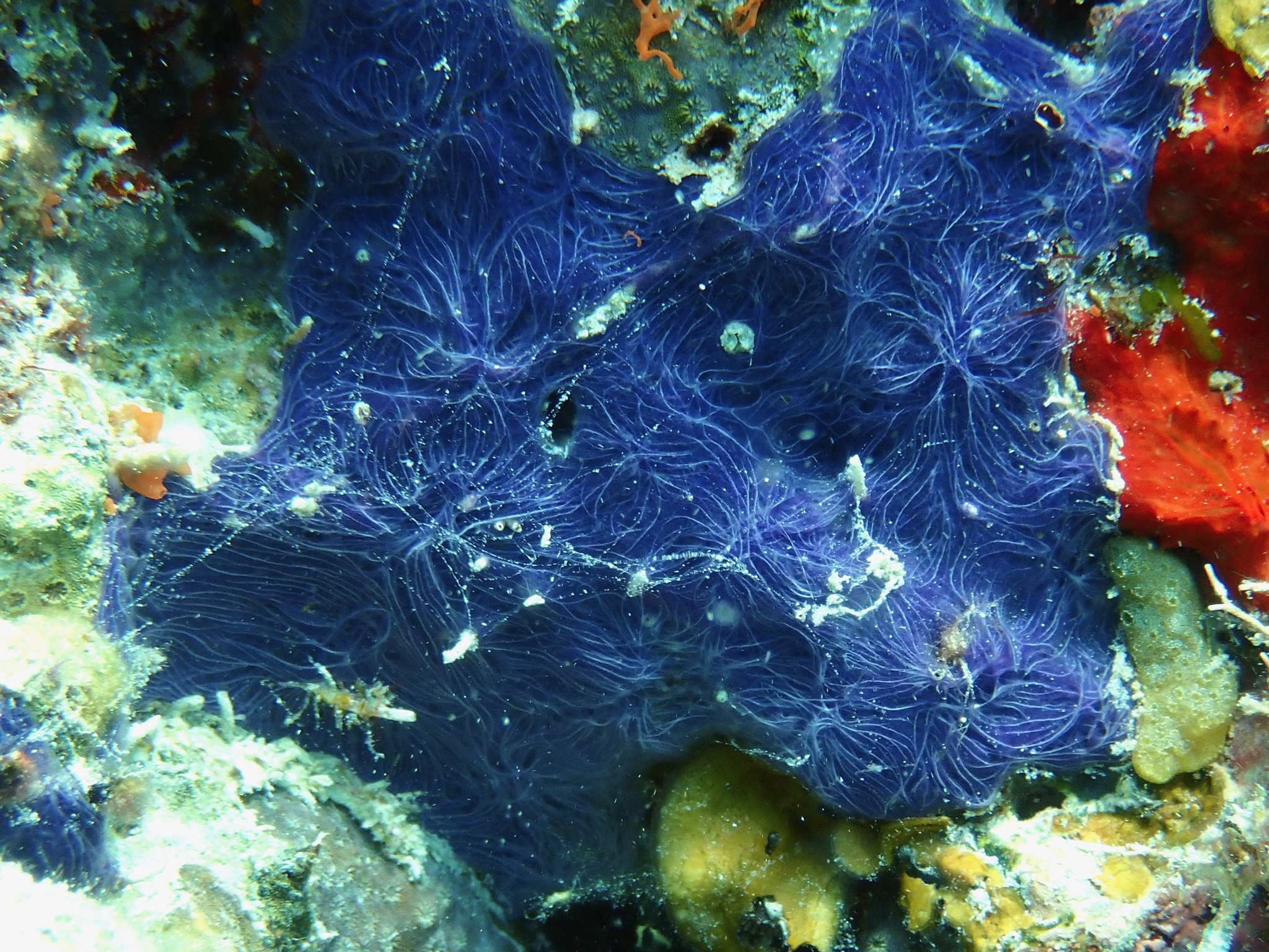 Chalinula nematifera (de Laubenfels, 1954)