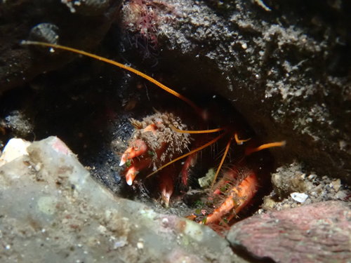 Género Neaxius · iNaturalist Mexico