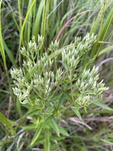 Variety Eupatorium album subvenosum · iNaturalist