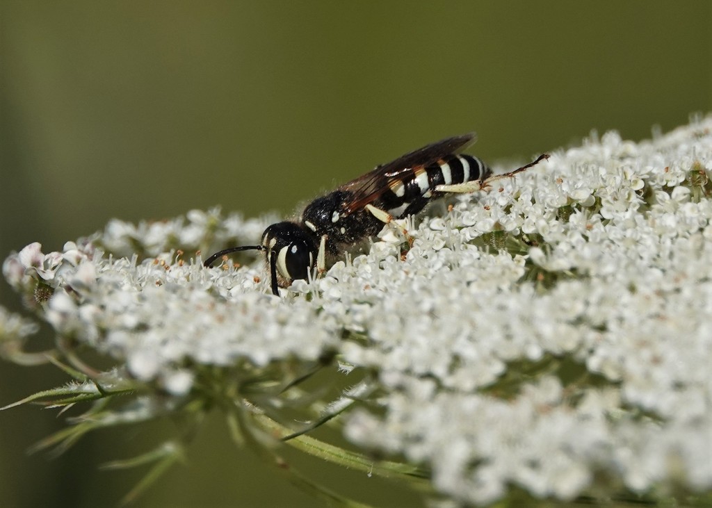 Aphilanthops from Nanaimo, BC, Canada on July 18, 2020 at 05:22 PM by ...