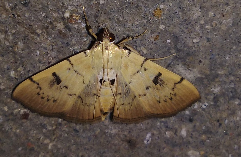 Pearl Moths from Digboi, Assam 786171, India on July 19, 2020 at 08:42 ...