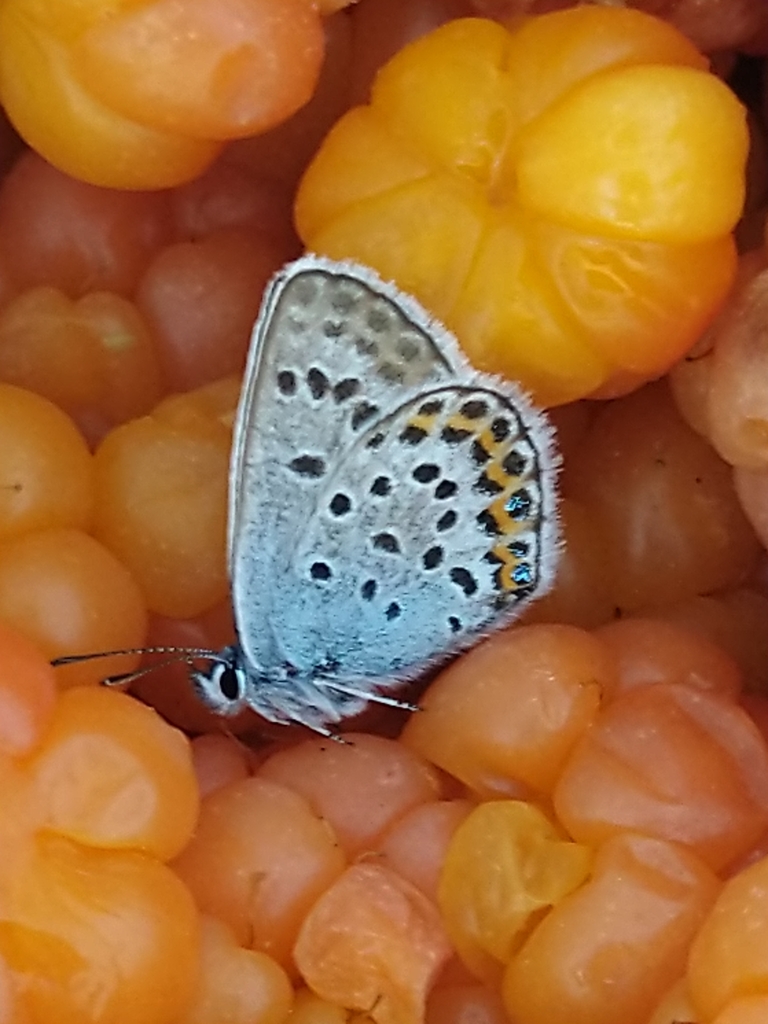 Silver-studded Blue from 90820 Oulu, Suomi on July 20, 2020 at 06:54 AM ...