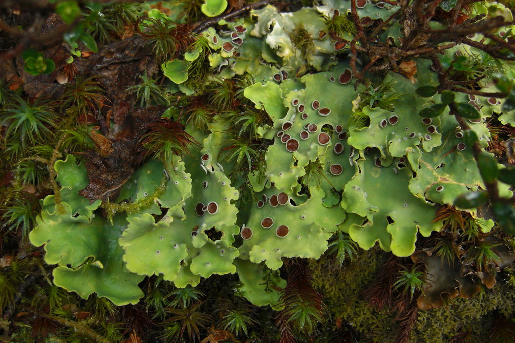Specklebelly Lichens (Macrolichens Genera of the Pacific Northwest ...